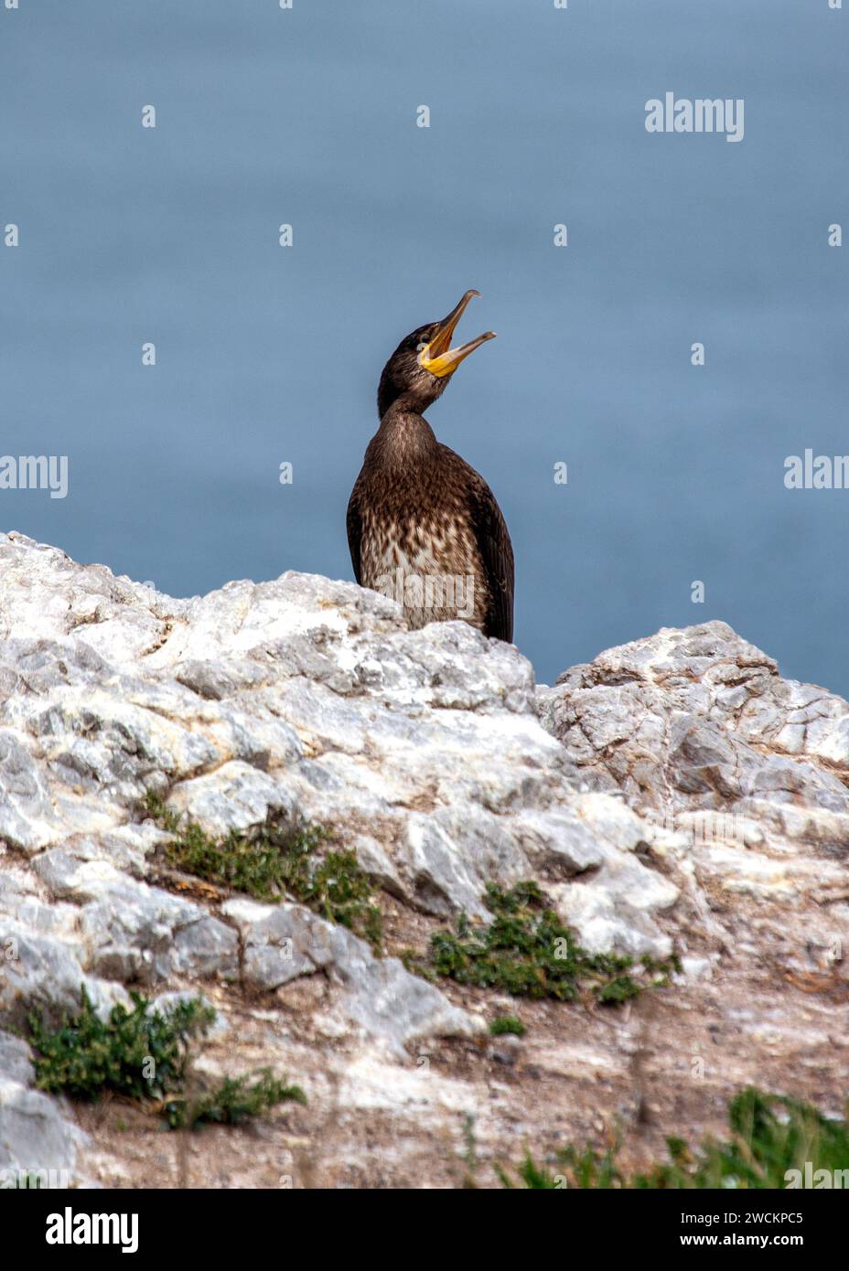 Off the coast of Ireland, the majestic Great Cormorant (Phalacrocorax ...