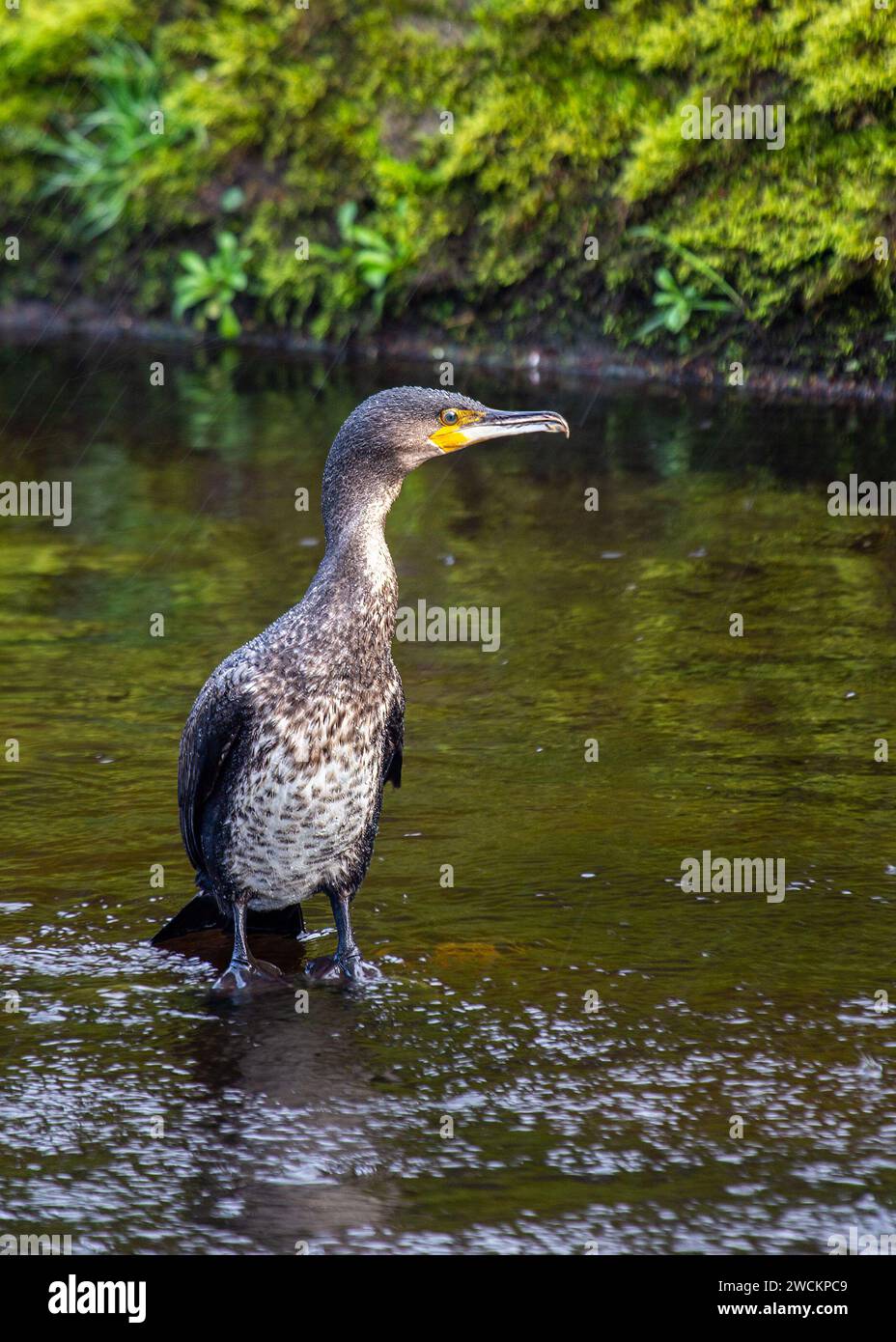 Off the coast of Ireland, the majestic Great Cormorant (Phalacrocorax ...