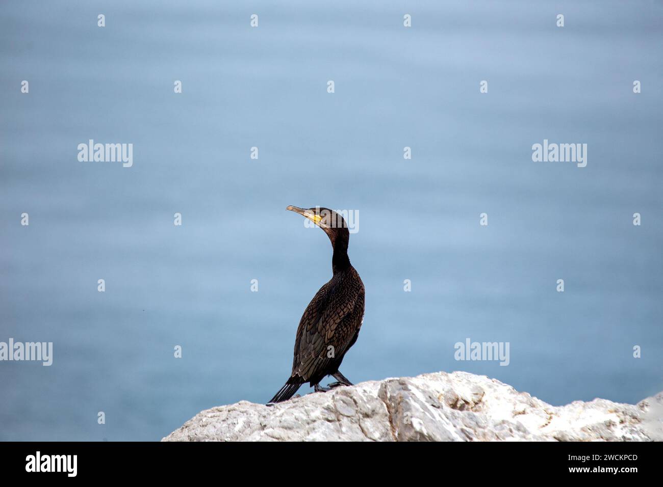 Off the coast of Ireland, the majestic Great Cormorant (Phalacrocorax ...