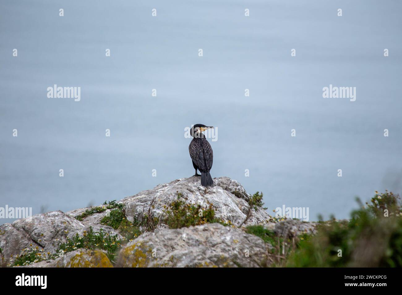 Off the coast of Ireland, the majestic Great Cormorant (Phalacrocorax ...