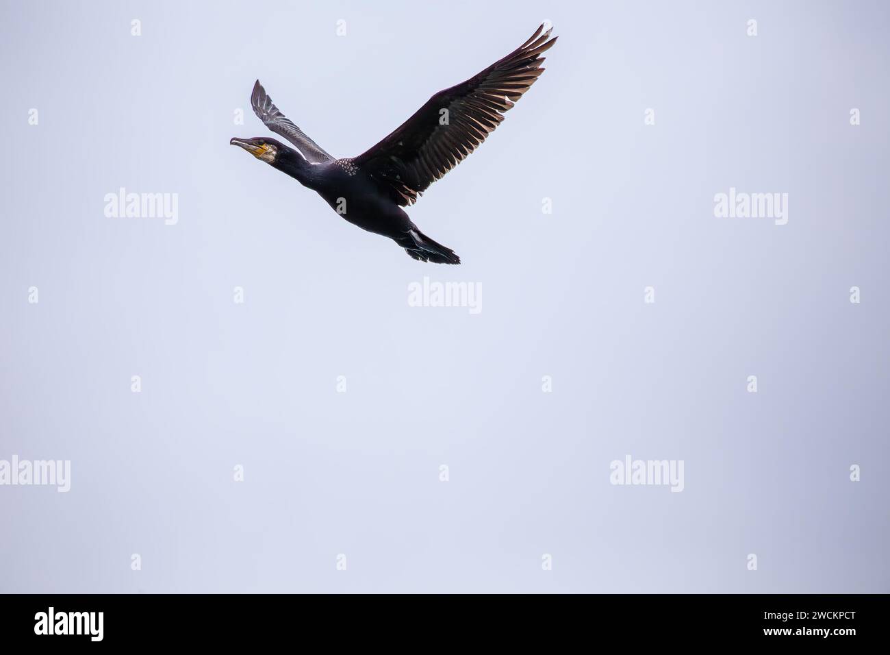 Off the coast of Ireland, the majestic Great Cormorant (Phalacrocorax ...