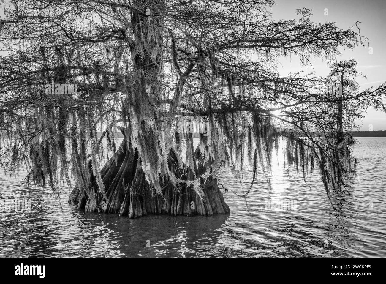 Old-growth bald cypress trees in Lake Dauterive draped with Spanish ...