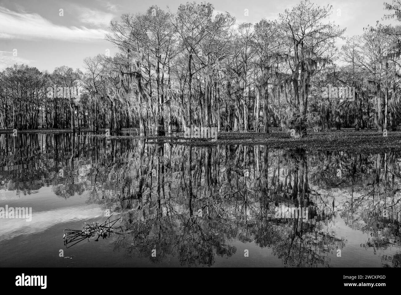 Bald cypress trees draped with Spanish moss reflected in a lake in the ...