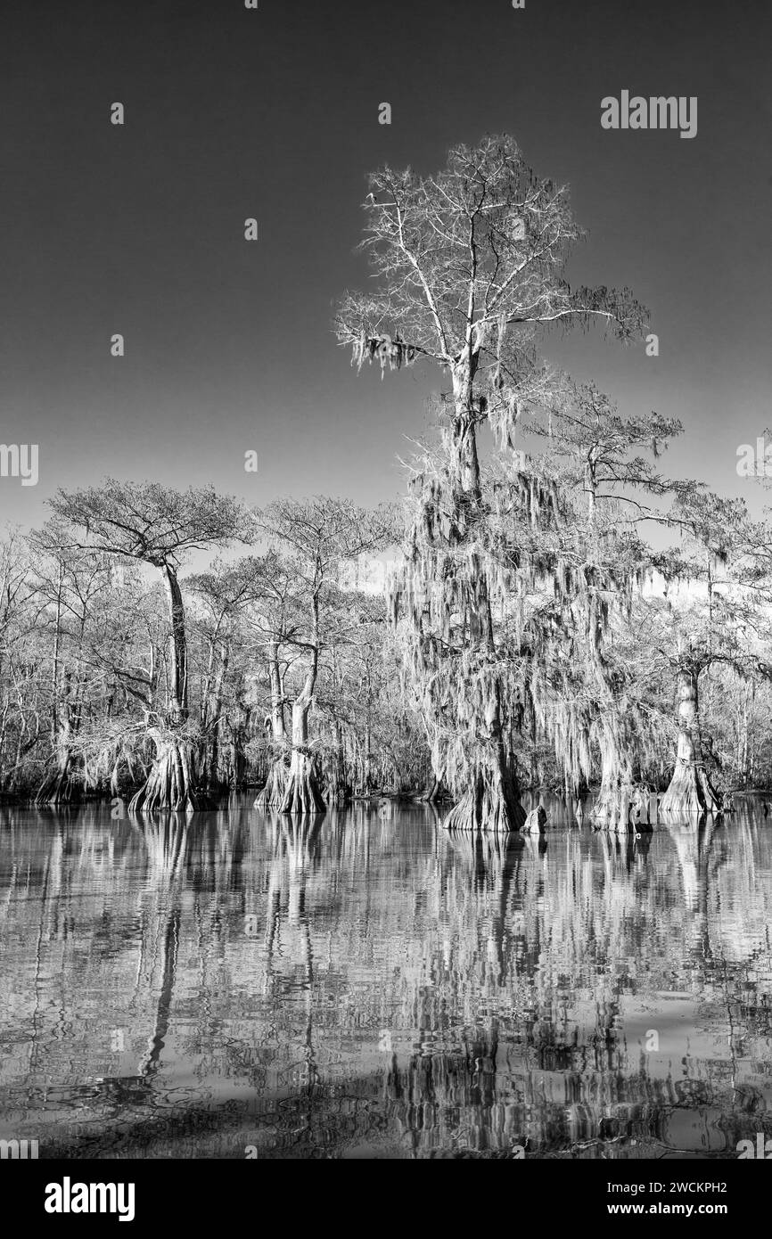 Old-growth bald cypress trees in Lake Dauterive draped with Spanish ...
