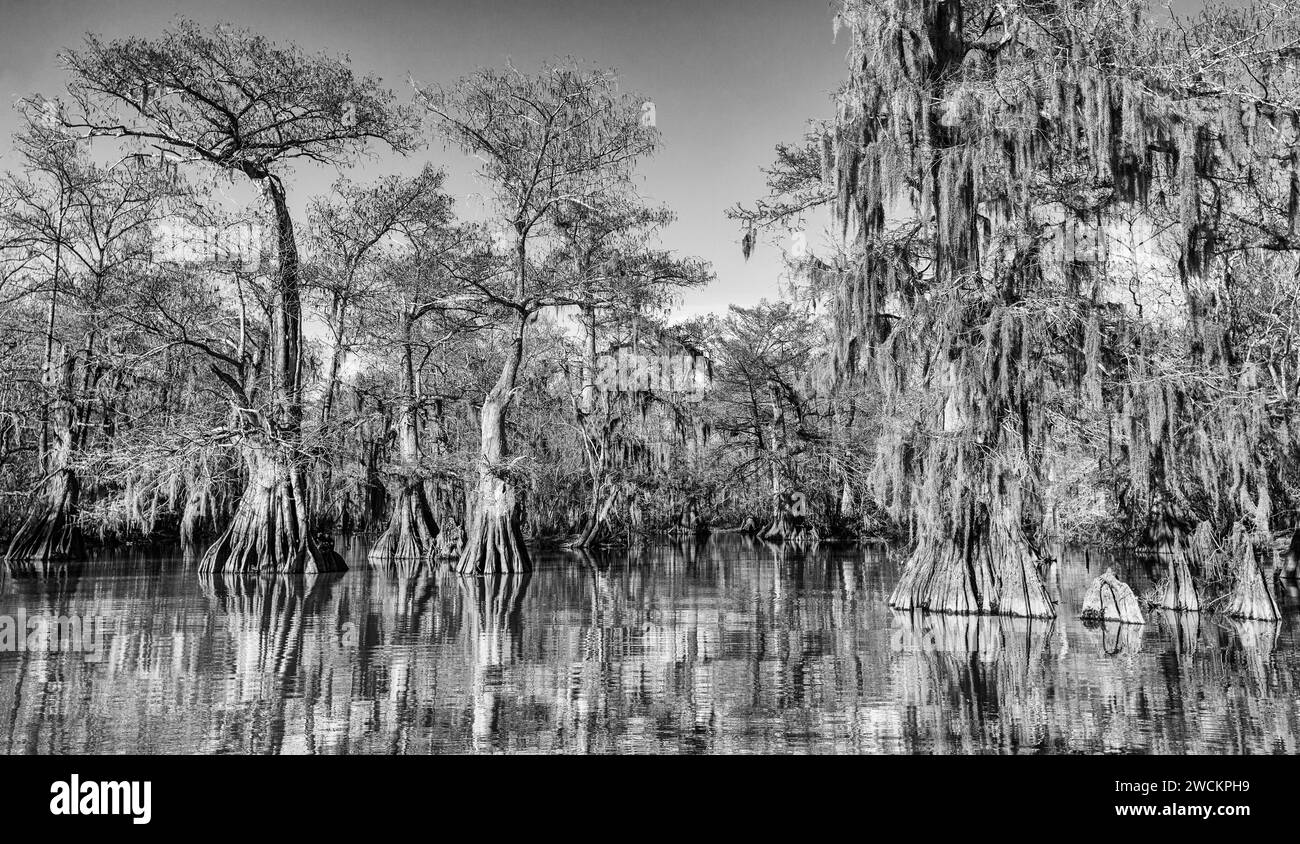 Old-growth bald cypress trees in Lake Dauterive draped with Spanish ...