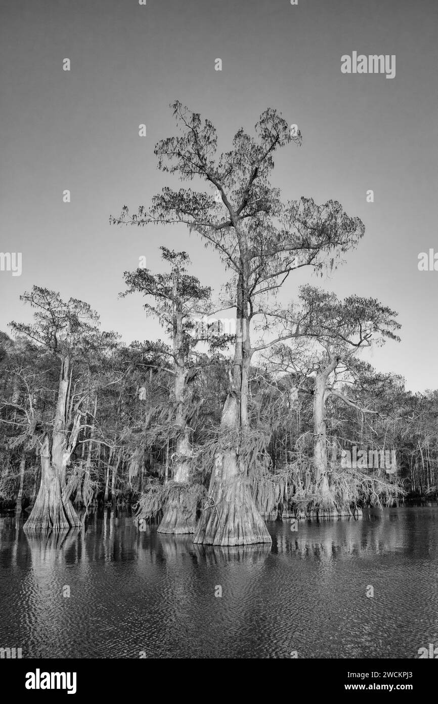 Old-growth bald cypress trees in Lake Dauterive draped with Spanish ...