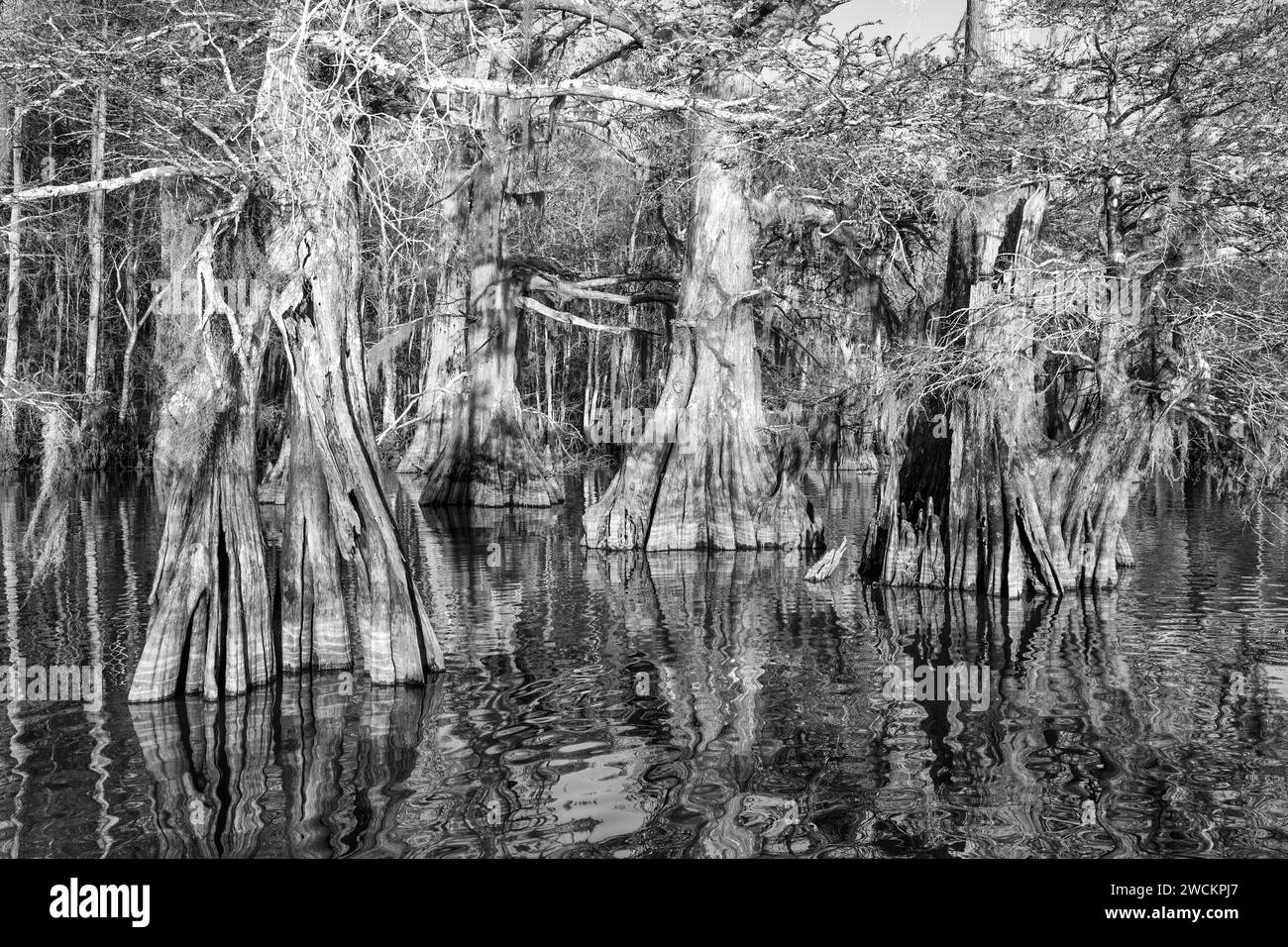 Old-growth bald cypress trees in Lake Dauterive in the Atchafalaya ...