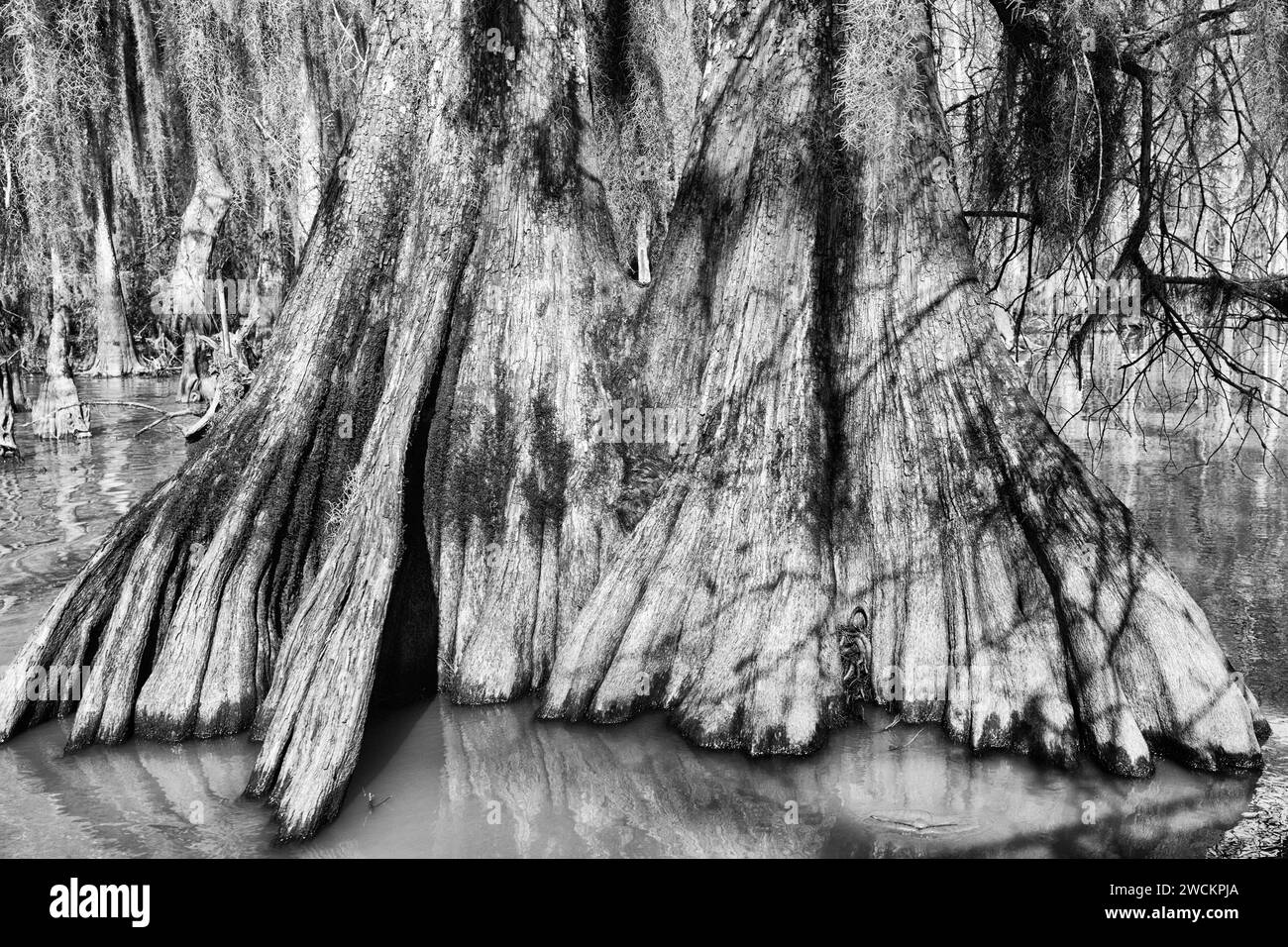 Louisiana atchafalaya basin Black and White Stock Photos & Images - Alamy
