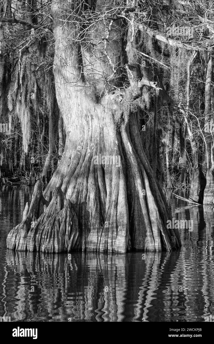 Louisiana atchafalaya basin Black and White Stock Photos & Images - Alamy
