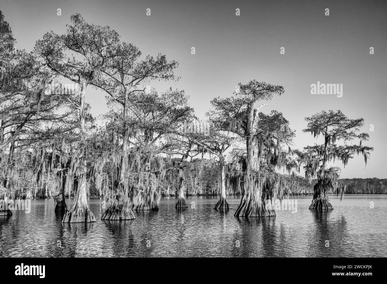 Old-growth bald cypress trees in Lake Dauterive draped with Spanish ...