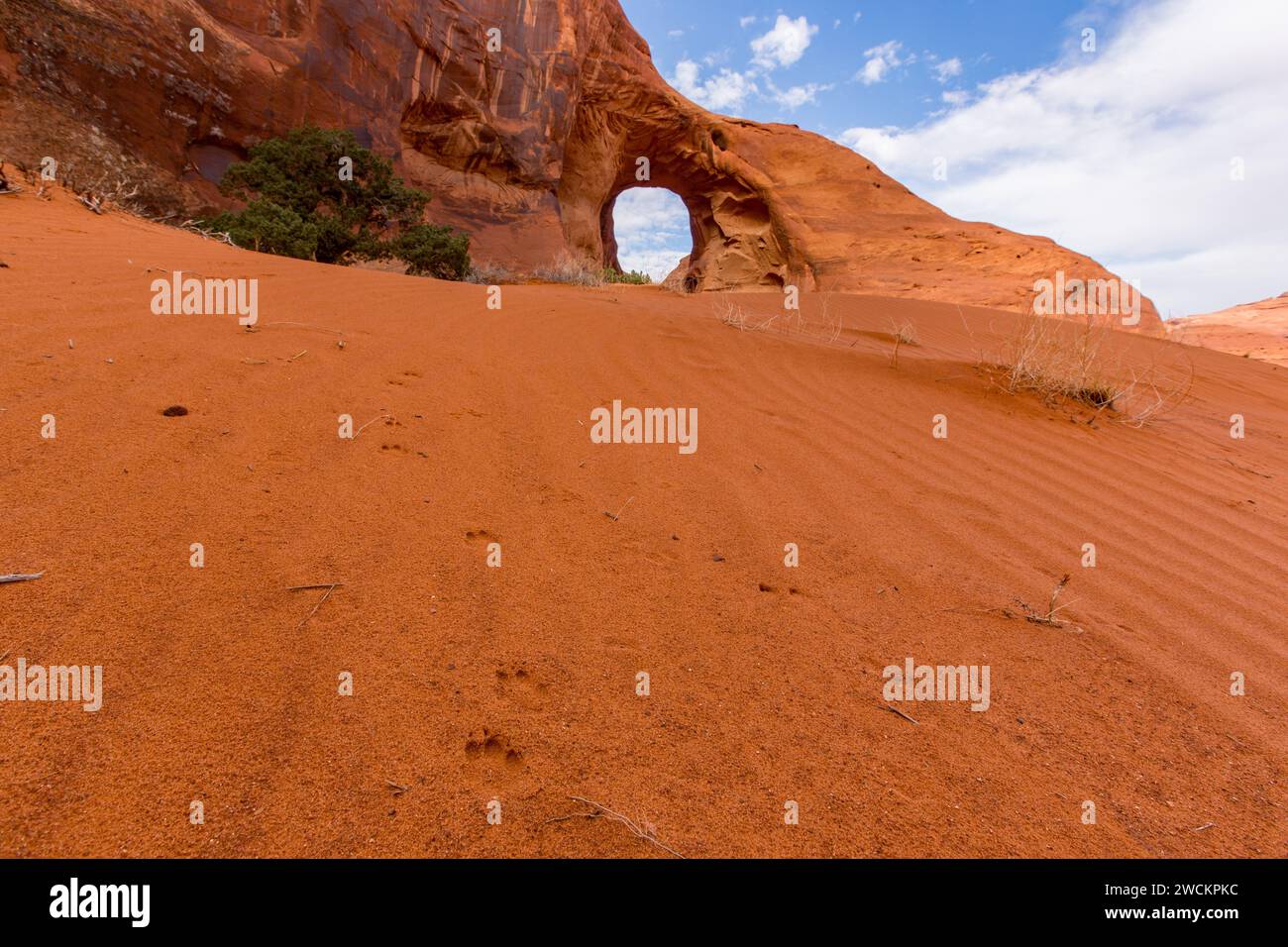 Coyote tracks in the sand in front of the Ear of the Wind Arch in the ...