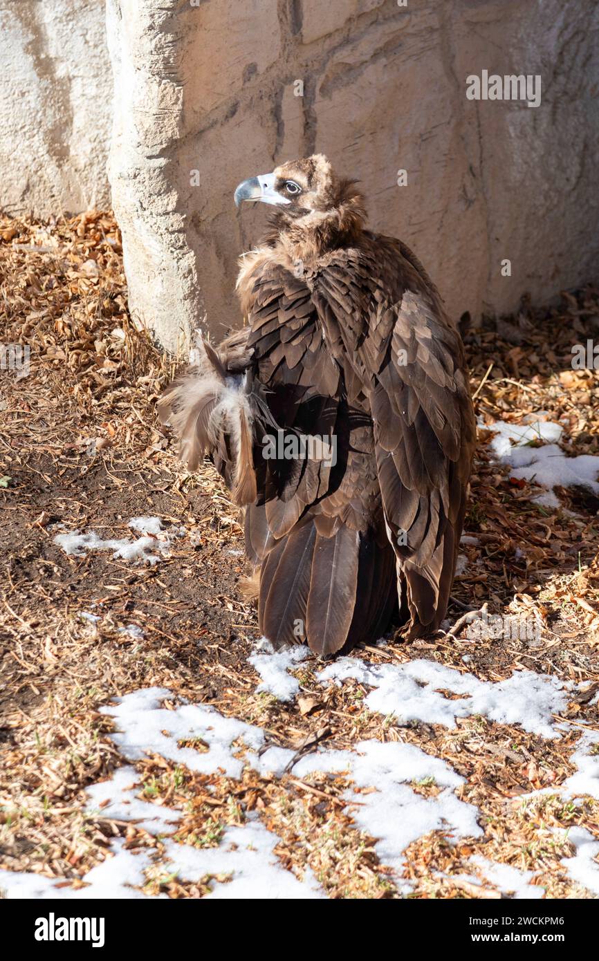 Cinereous vulture aegypius monachus hi-res stock photography and images ...