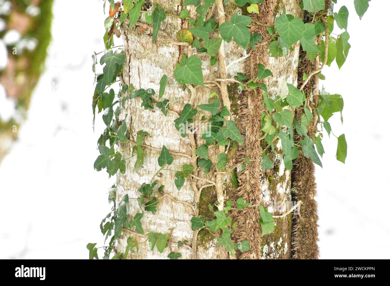 Edera hi-res stock photography and images - Alamy