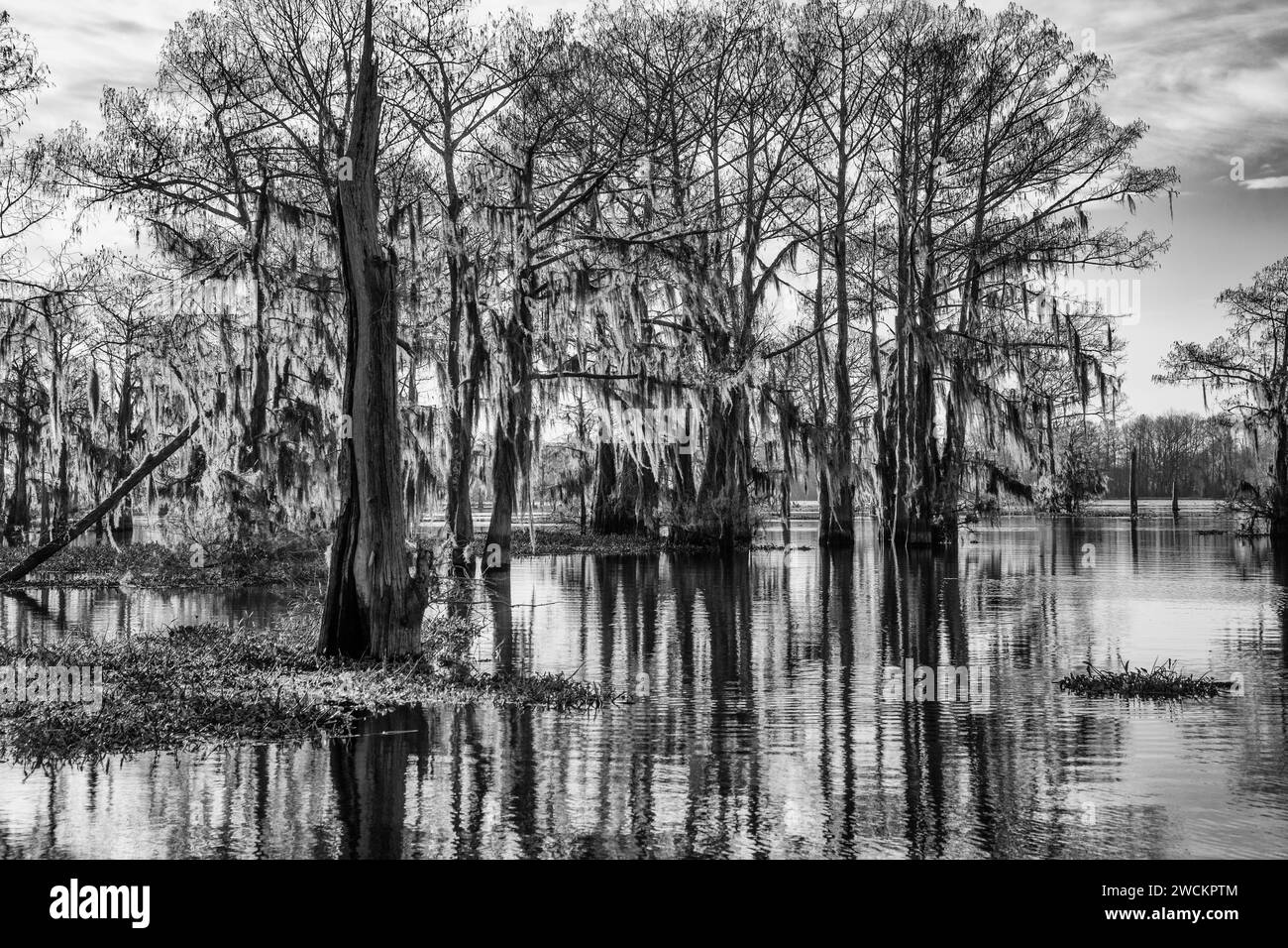 Water hyacinth eichhornia crassipes Black and White Stock Photos ...
