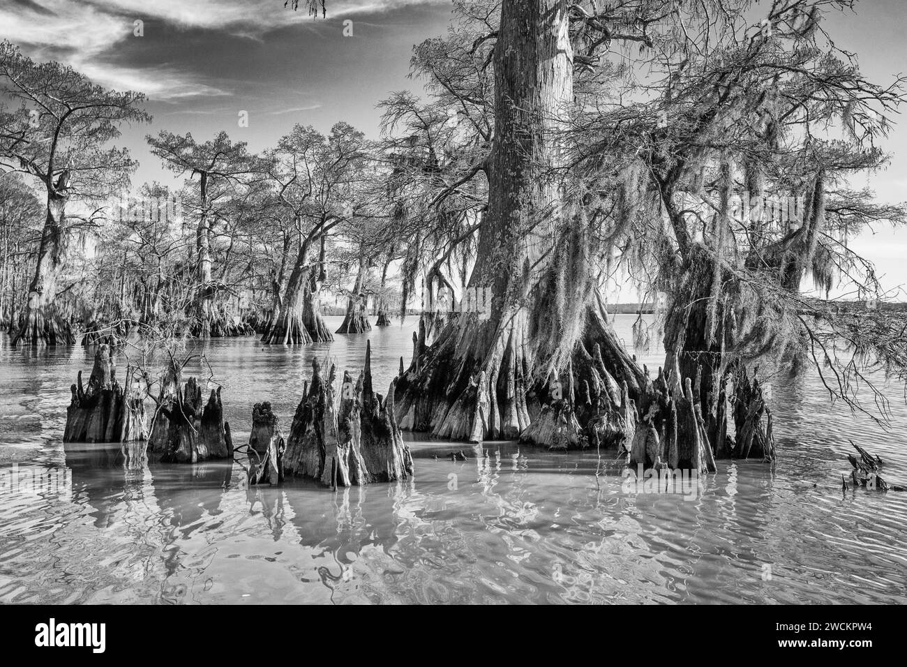 Cypress knees and bald cypress trees in Lake Dauterive in the ...