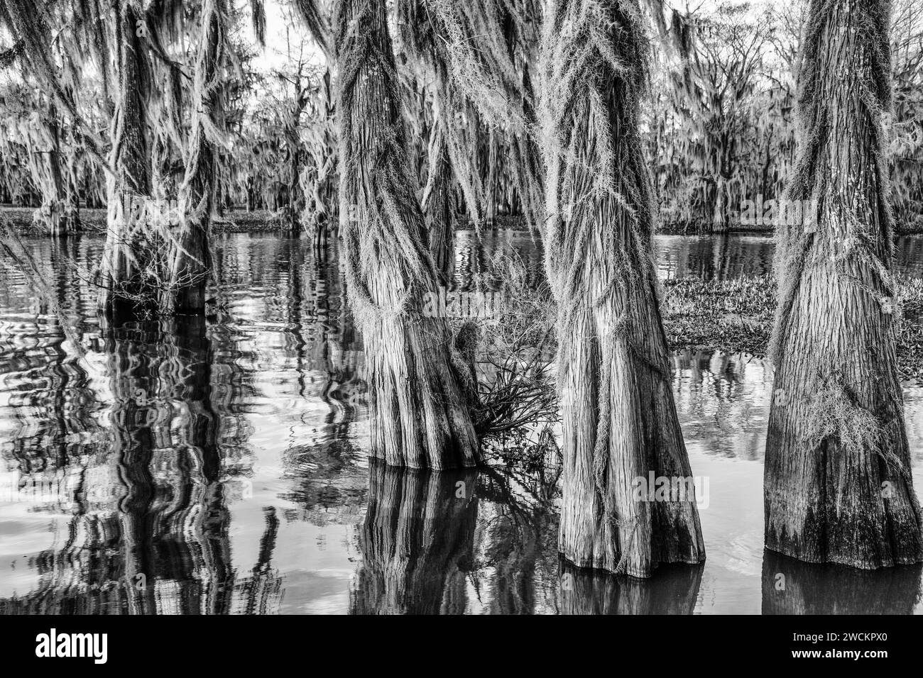 Spanish Moss On Bald Cypress Trees In A Lake In The Atchafalaya Basin