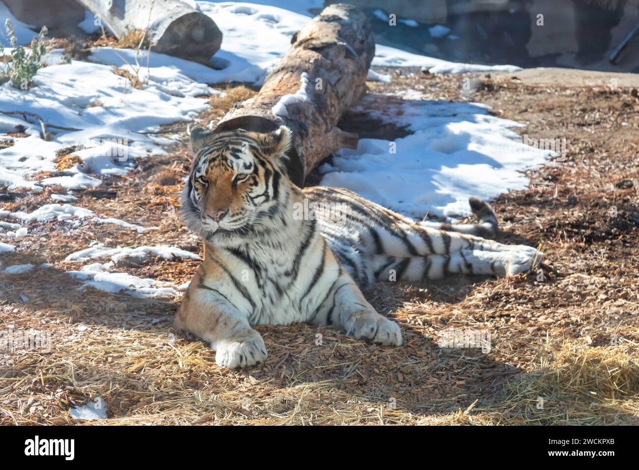 Denver, Colorado - An Amur tiger or Siberian tiger (Panthera tigris ...