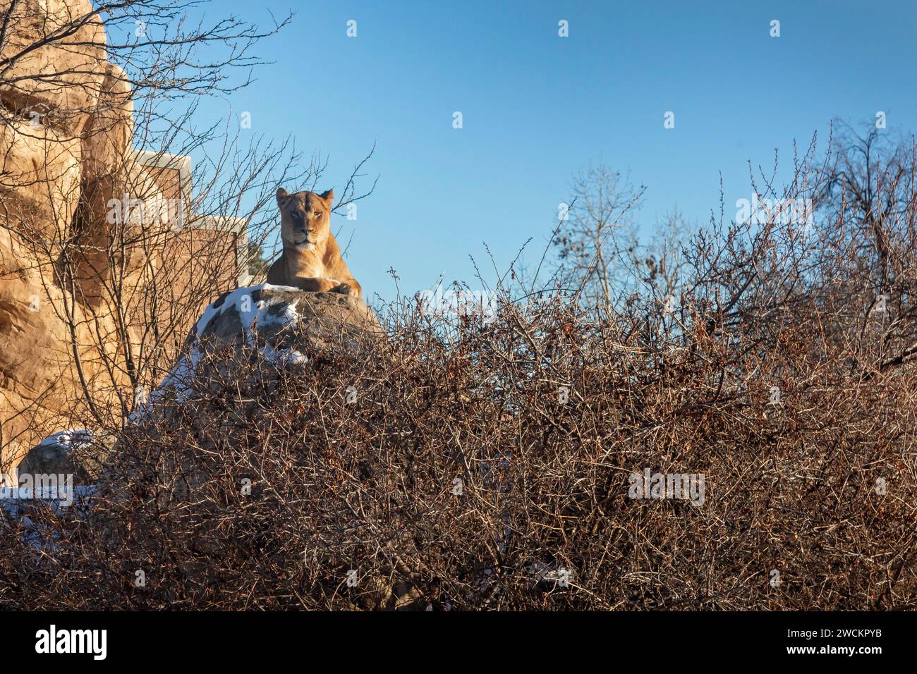 Denver, Colorado - An African Lion (Panthera leo melanochaita) at the ...