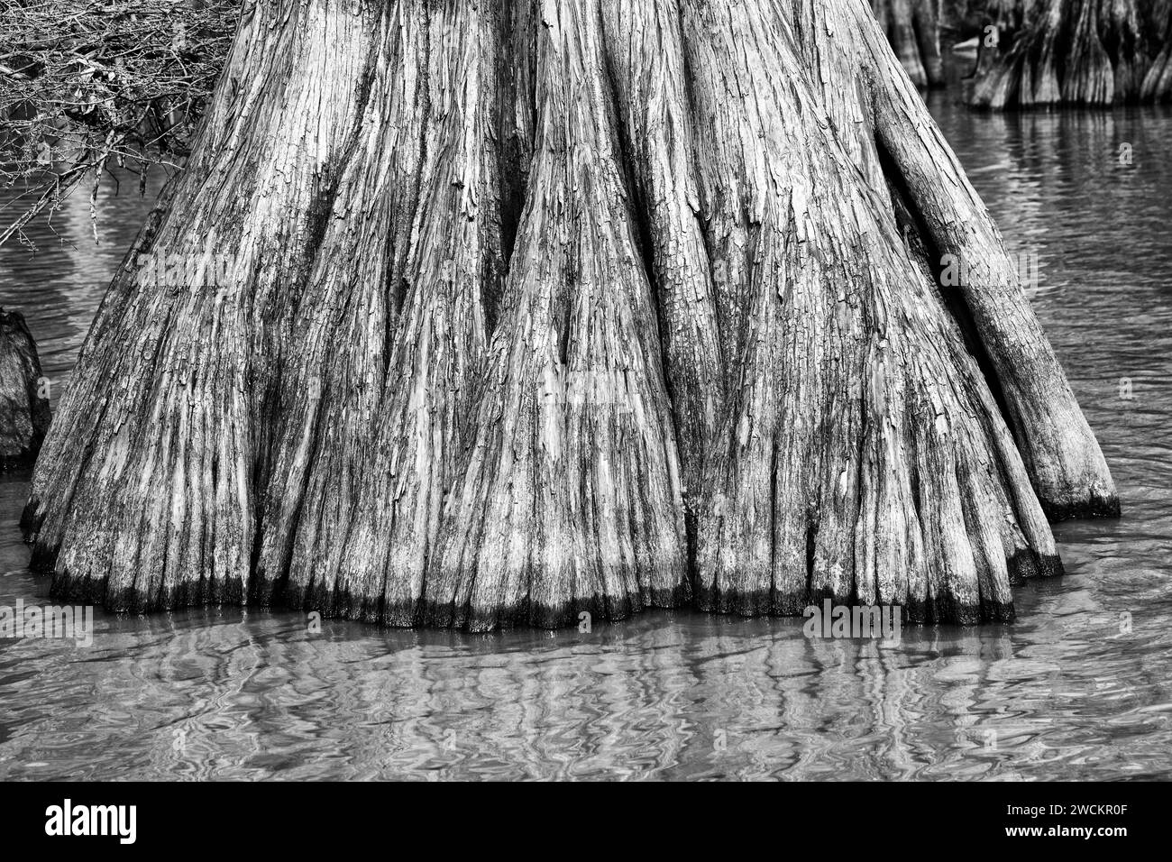 Bald cypress tree hi-res stock photography and images - Alamy