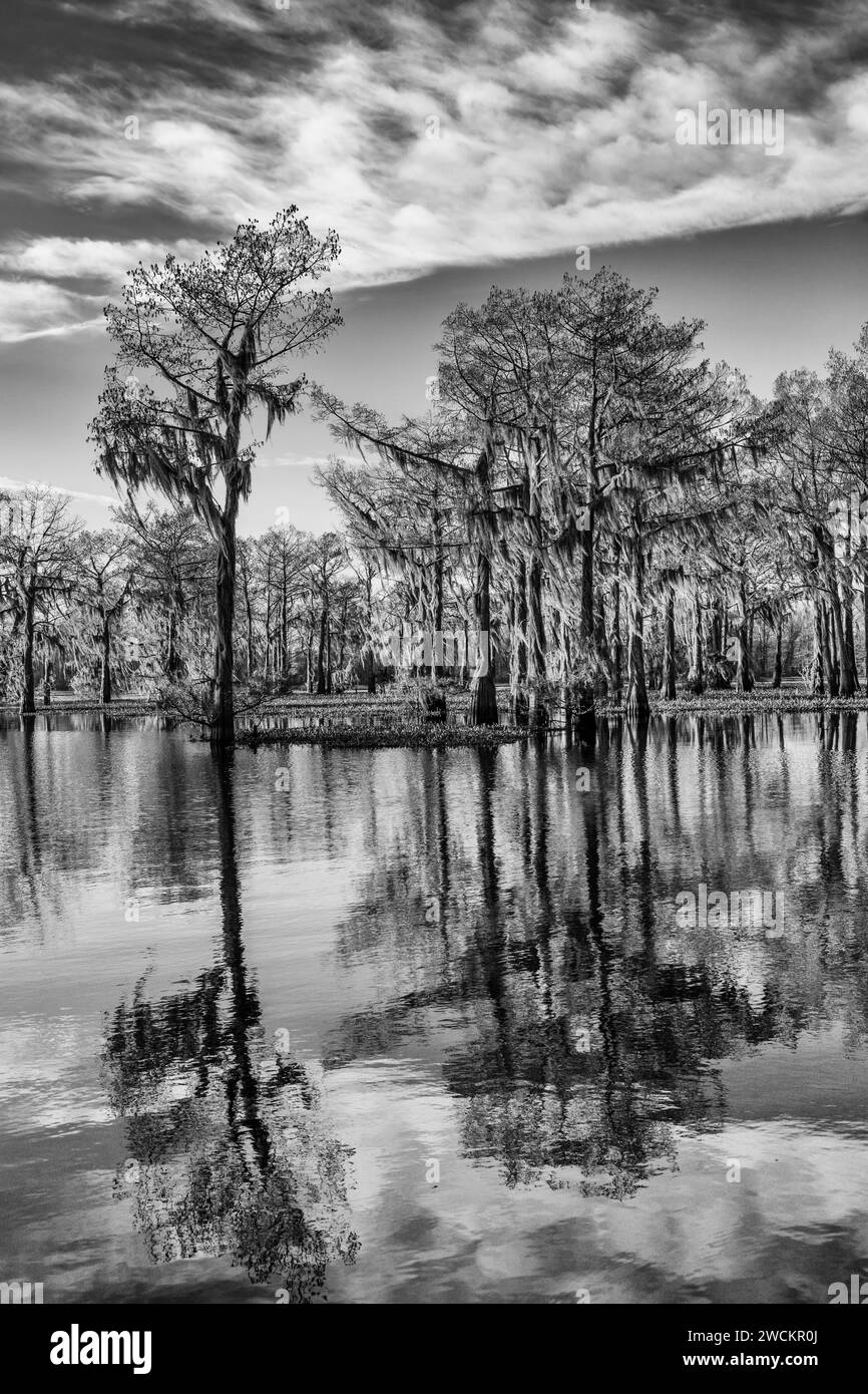 Bald cypress trees draped with Spanish moss reflected in a lake in the ...