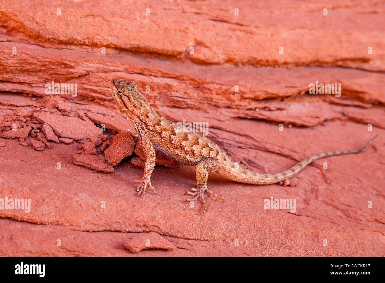 A male Plateau Fence Lizard, Sceloporus tristichus, in Mystery Valley ...