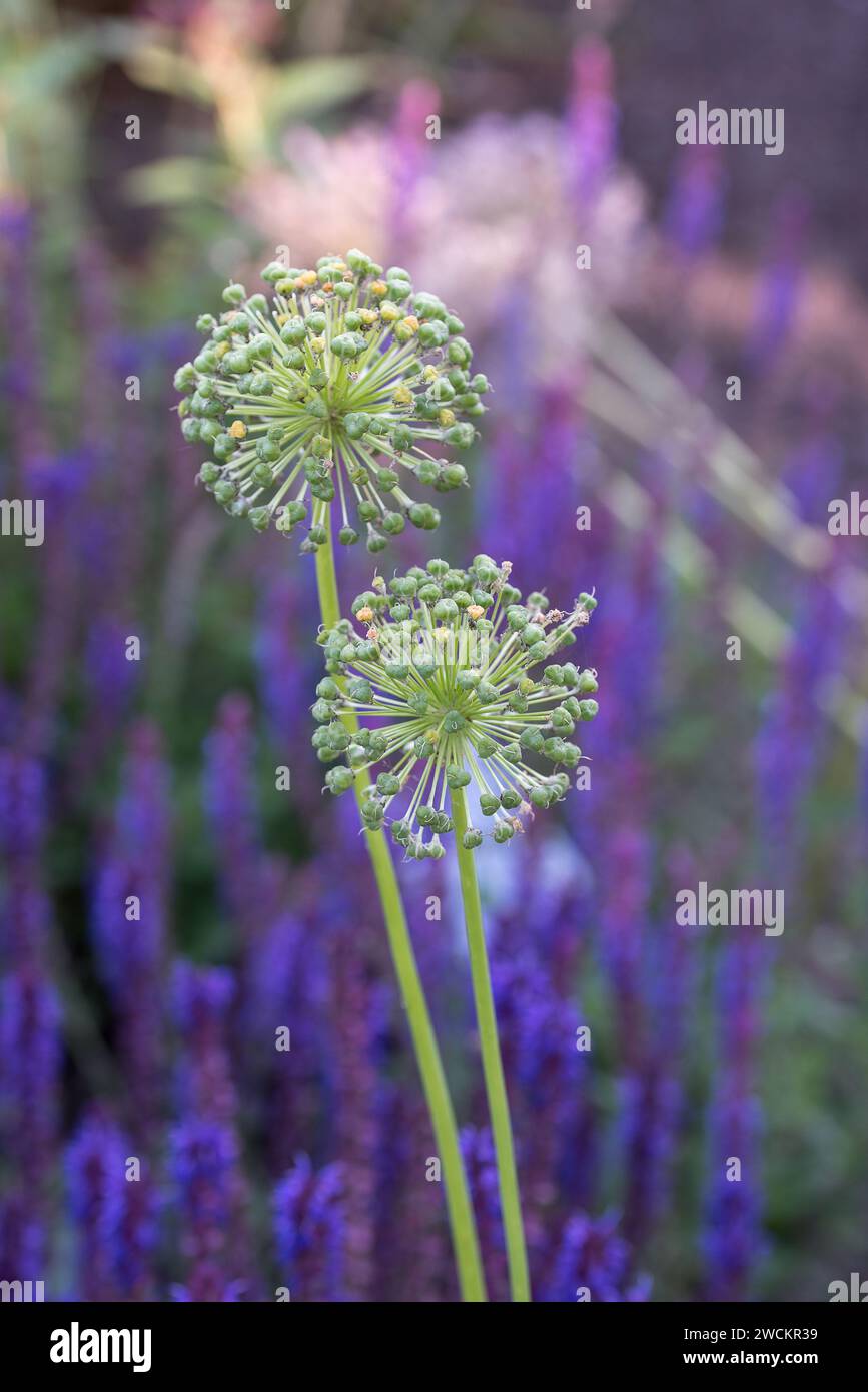 Two deep purple flowers hi-res stock photography and images - Alamy