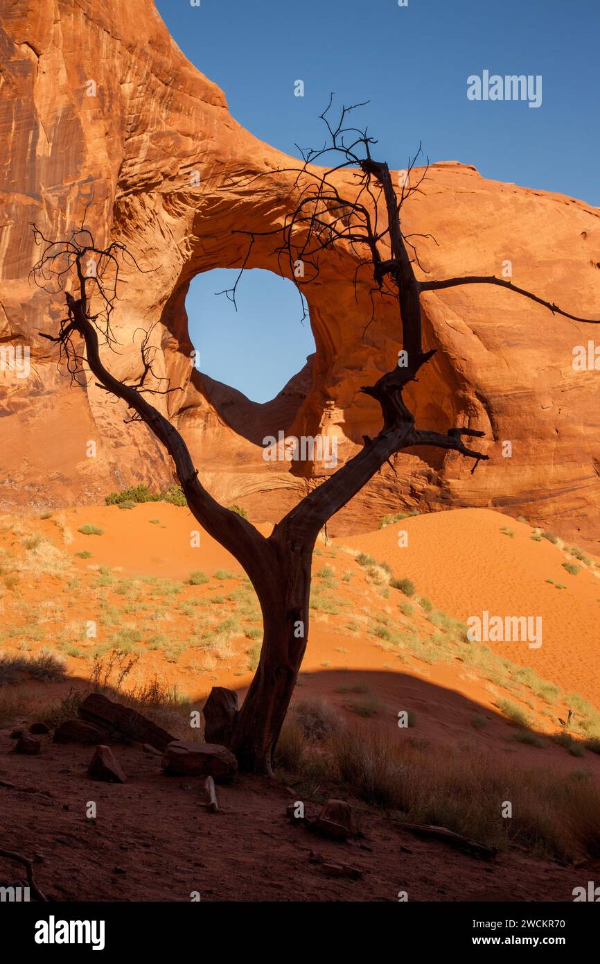 A dead snag frames the Ear of the Wind Arch in the Monument Navajo ...