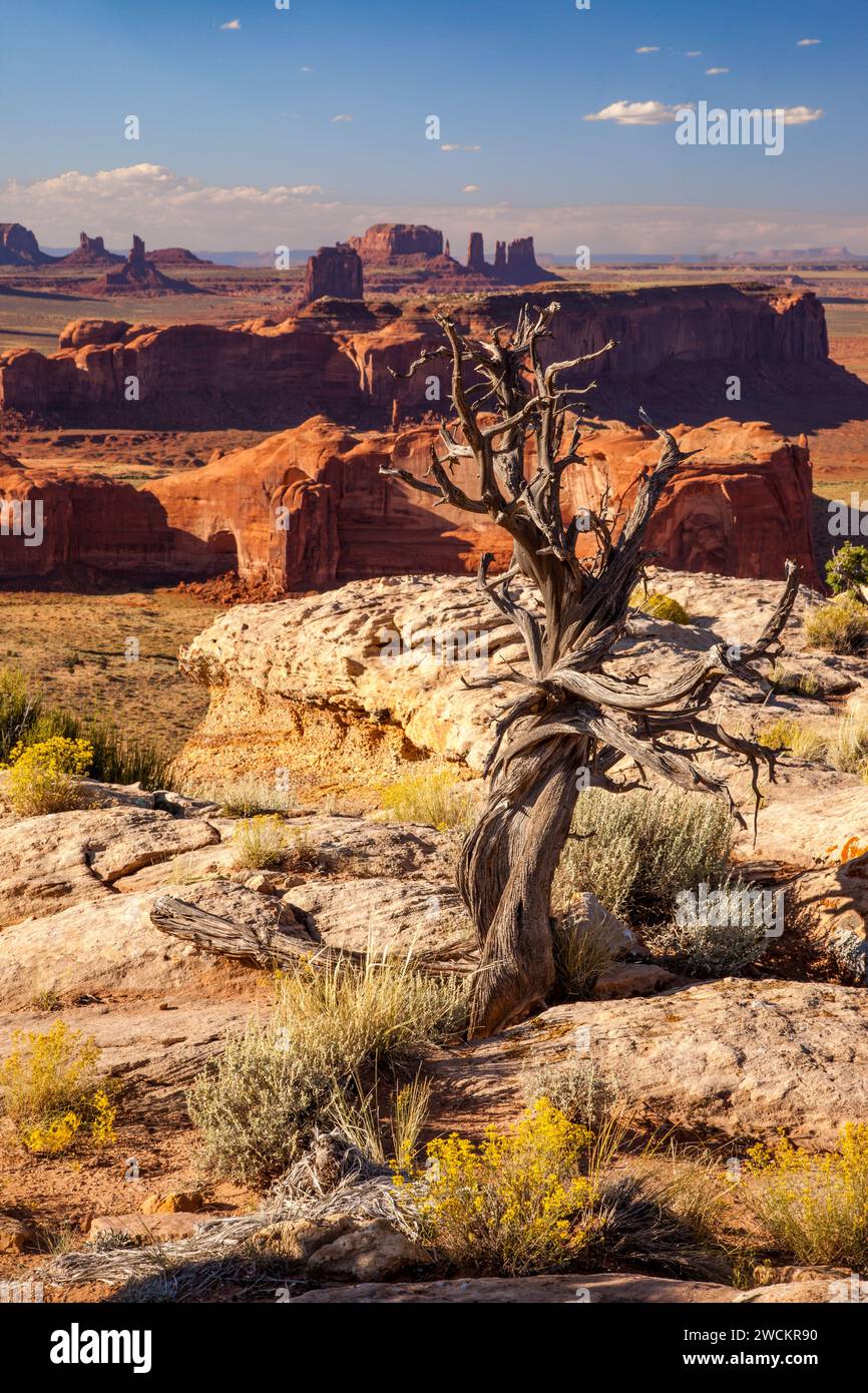 Dead juniper tree on Hunt's Mesa with Monument Valley behind in the ...