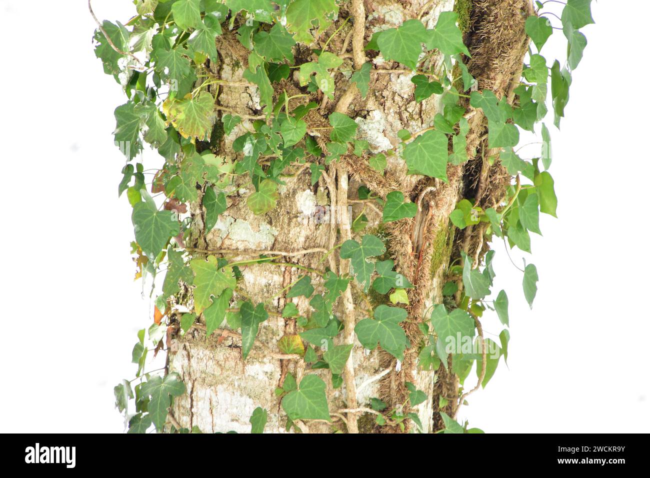 Sfondo bianco foglia hi-res stock photography and images - Alamy