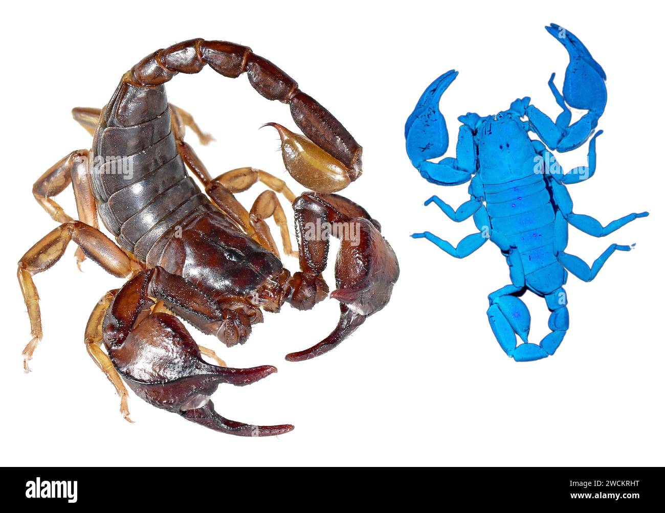 Minimal detail Cut Out Stock Images & Pictures - Alamy