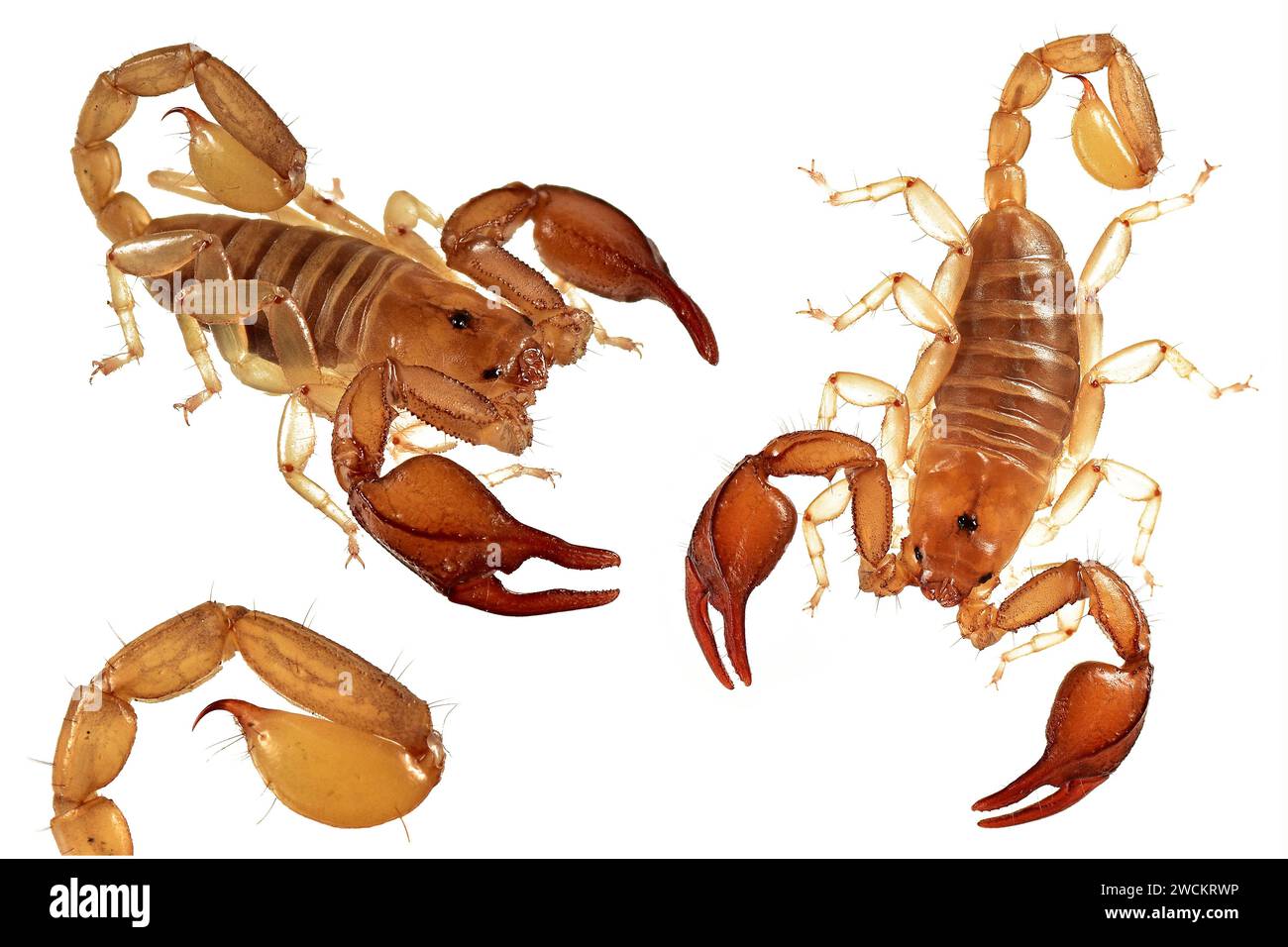 Scorpion fluorescence hi-res stock photography and images - Alamy