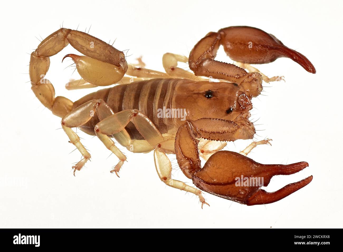 Scorpion fluorescence hi-res stock photography and images - Alamy