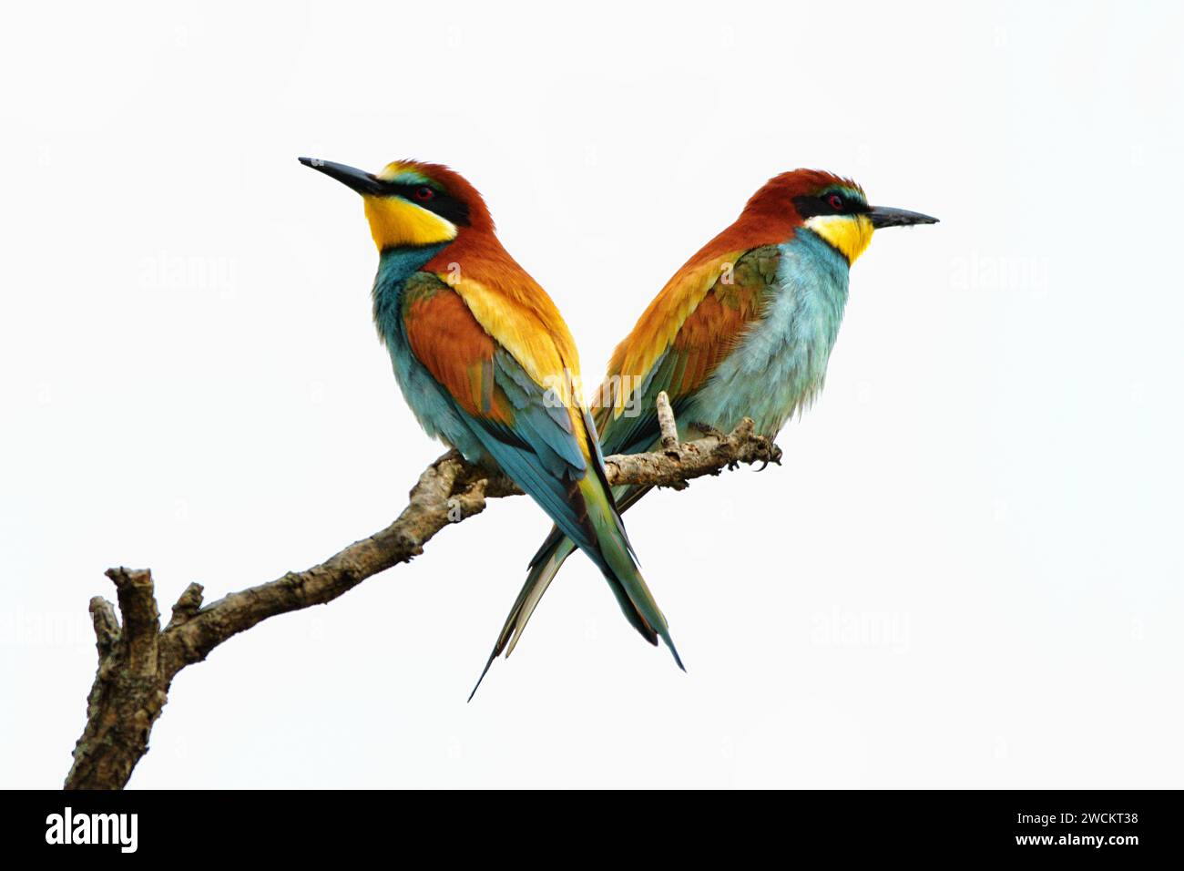Bee eater Cut Out Stock Images & Pictures - Alamy