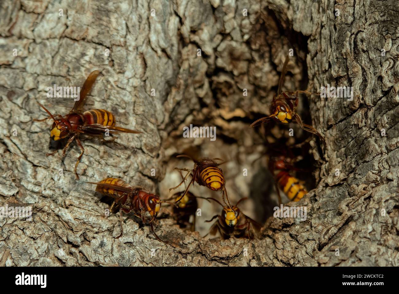 Hornet venom hi-res stock photography and images - Alamy