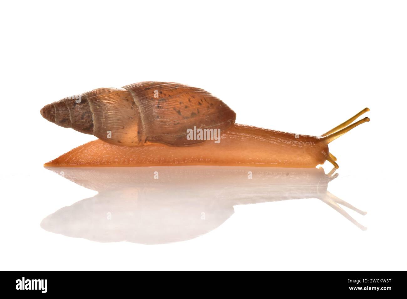 Carnivorous snail on white background Stock Photo - Alamy