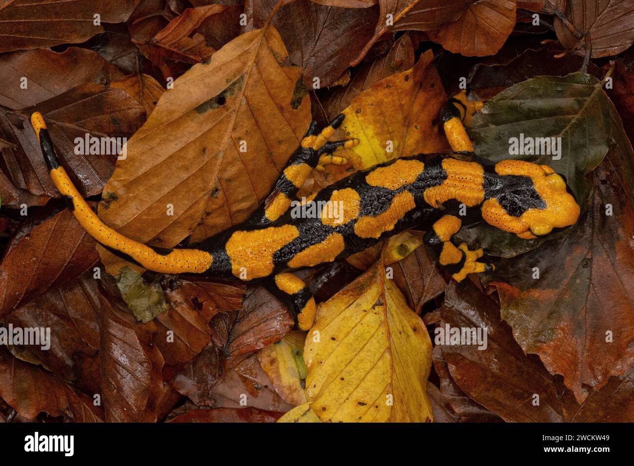 Anfibio salamandra hi-res stock photography and images - Alamy