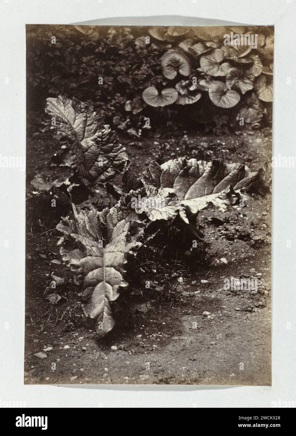 Plantstudie, Robert Burrows (attributed to), 1851 - 1870 photograph ...