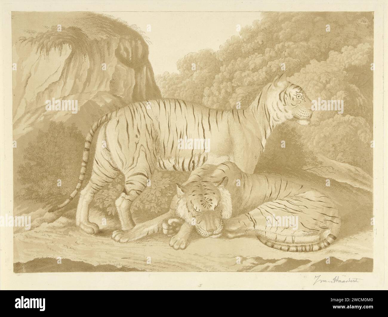 Tigers in their natural habitat hi-res stock photography and images - Alamy