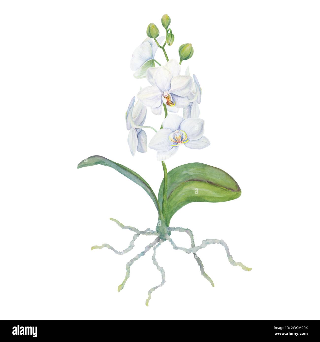 White orchid flower with roots painting. Delicate realistic botanical ...