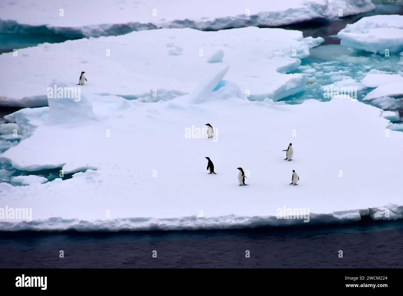 Penguins on berg hi-res stock photography and images - Alamy