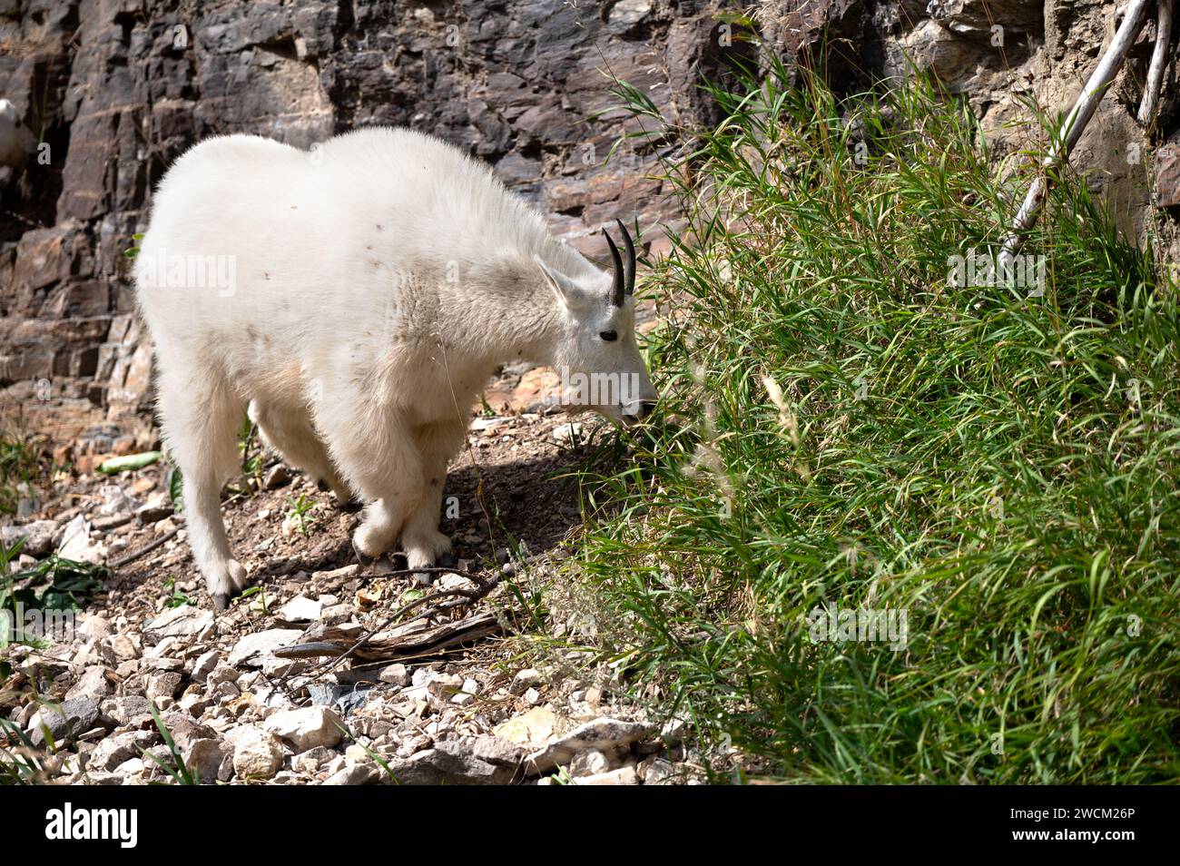 Mountain Goat eating in Spearfish Canyon, South Dakota Stock Photo - Alamy