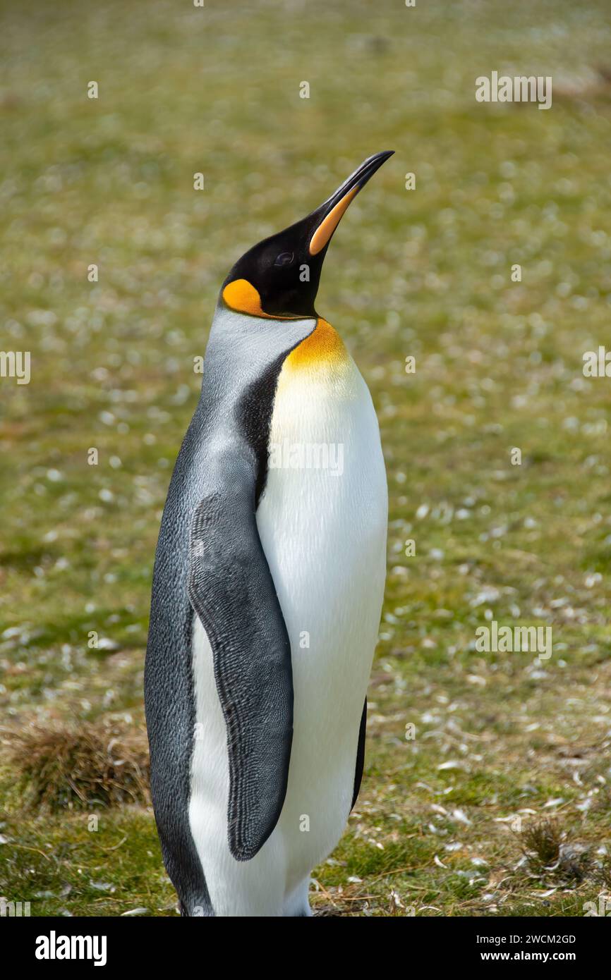Profile of a king penguin hi-res stock photography and images - Alamy