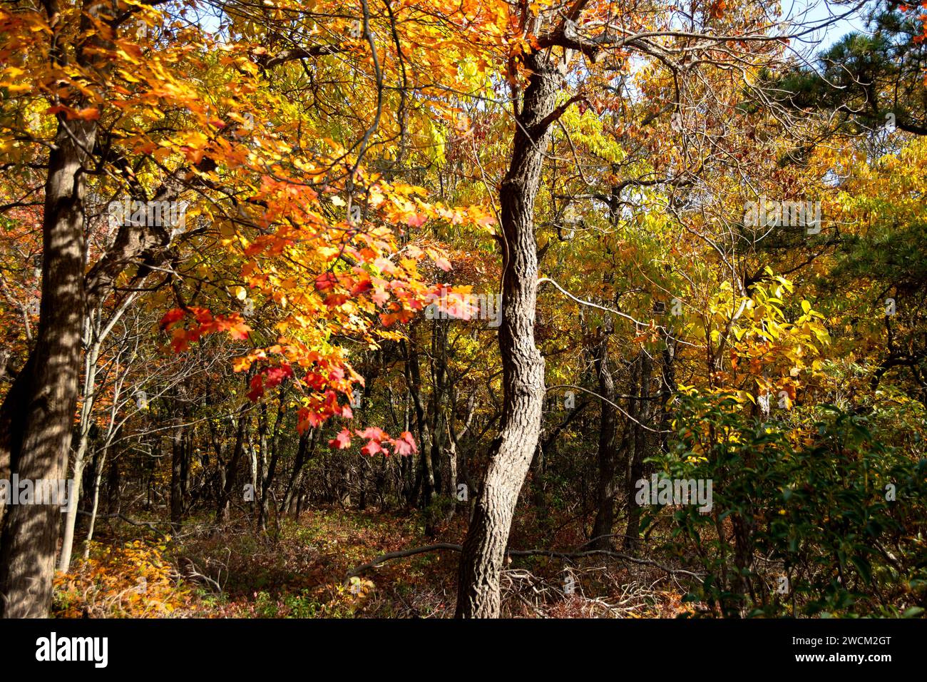 Oak tree turning colors in the fall Stock Photo - Alamy