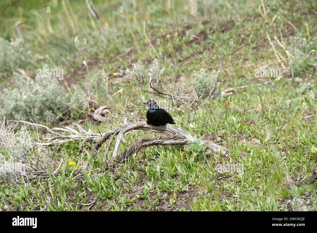 Yessowstone national park hi-res stock photography and images - Alamy