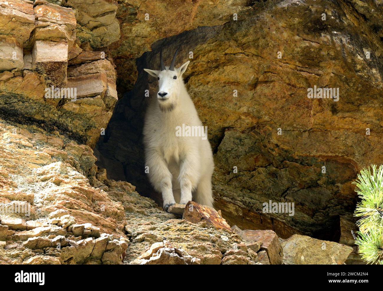 Mountain Goat in a cave in Spearfish Canyon, North Dakota Stock Photo ...