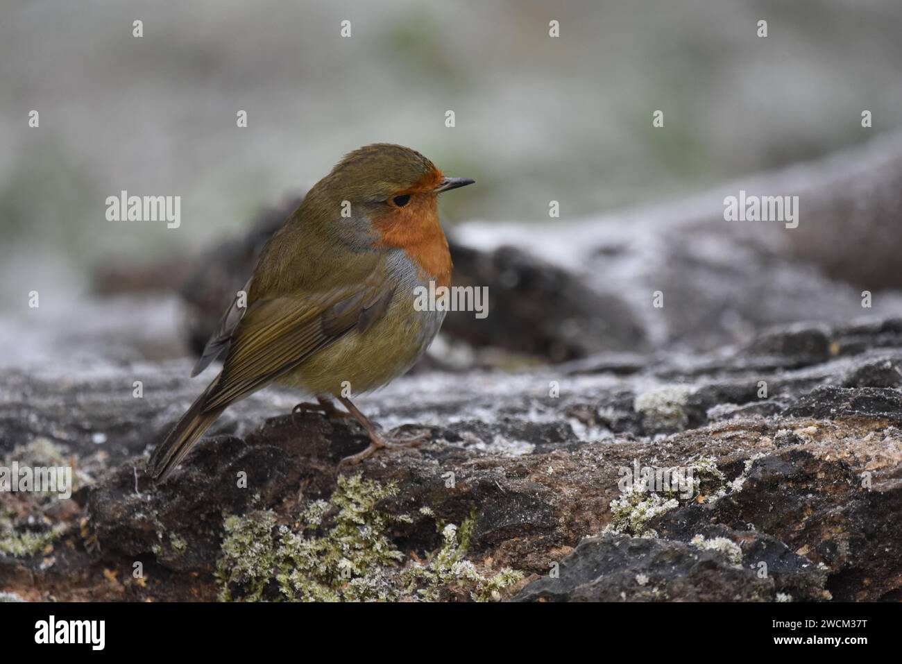 Right profile image hi-res stock photography and images - Alamy