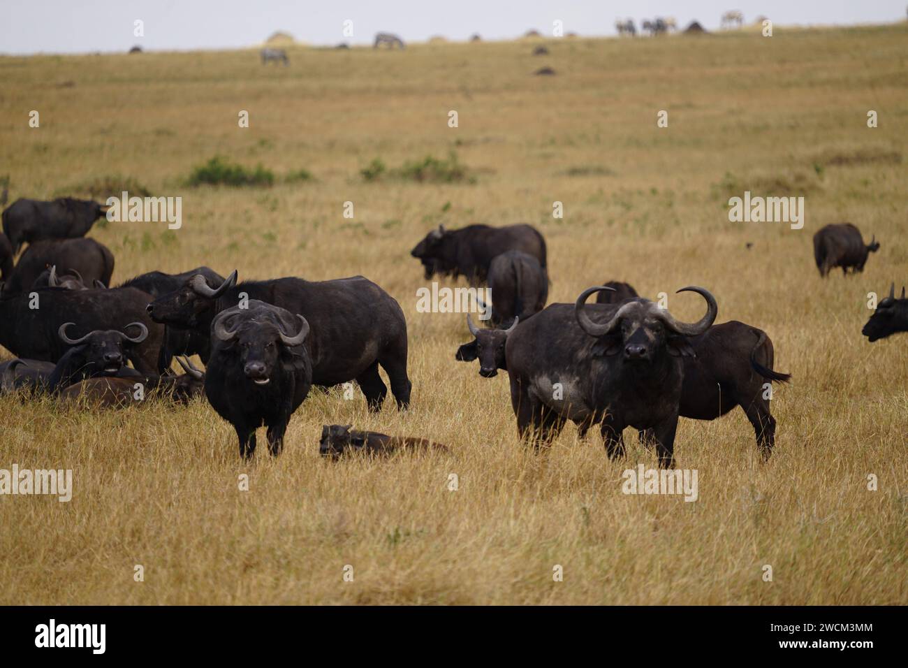 herd of cape buffaloes in savannah, grassland Stock Photo - Alamy