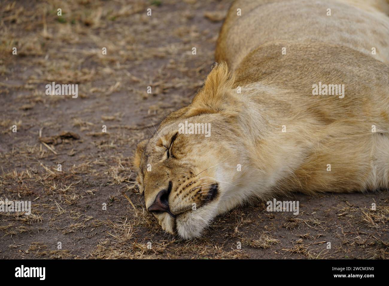 young male lion in african savannah, resting, half body, laying Stock ...