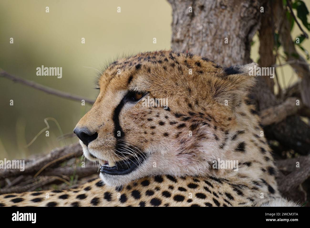 cheetah male in savannah, grass, rock, close up, laying, profile, face ...
