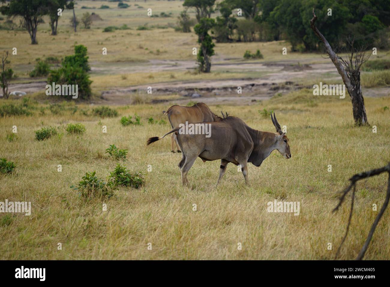Zimbabwe antelopes hi-res stock photography and images - Alamy